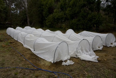 Keep Your Garden Pest-Free Without Toxic Chemicals